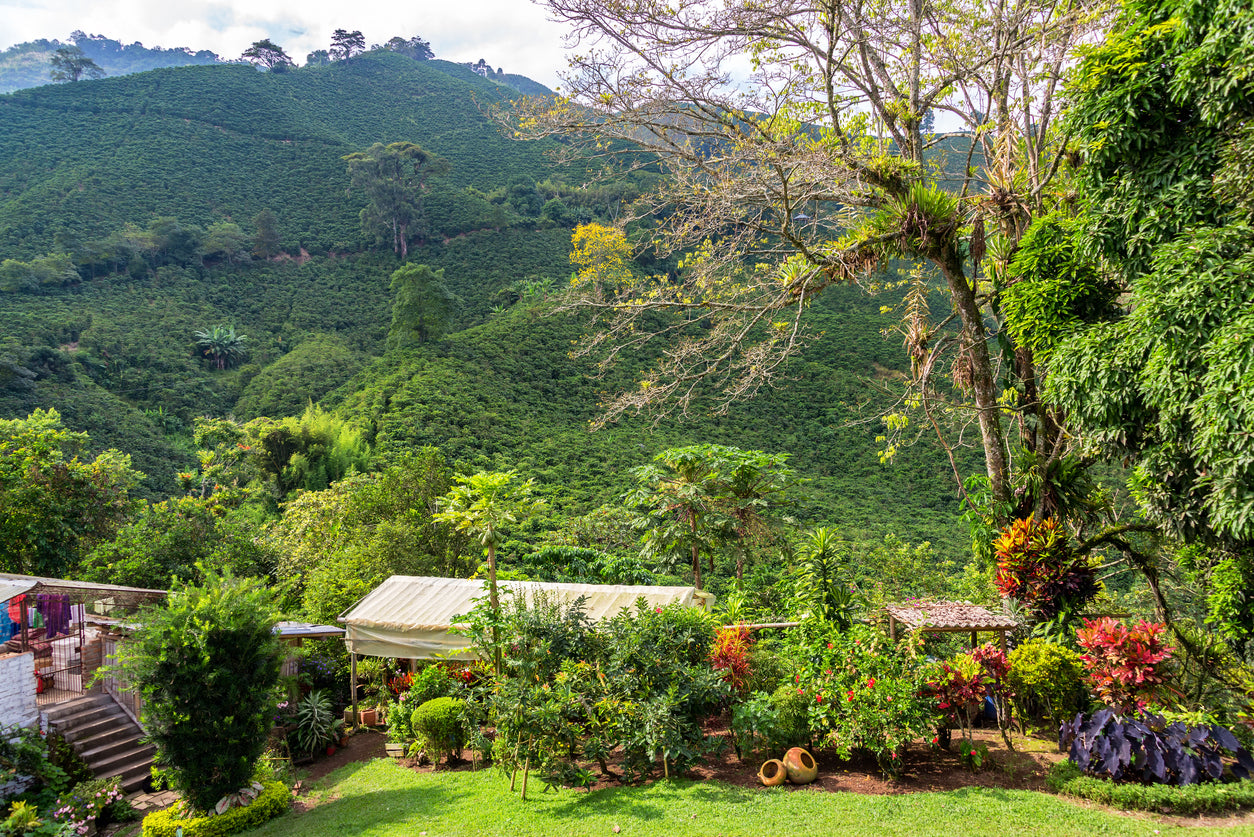 Products– Tagged "Medium Roasts"– Buena Vista Roastery